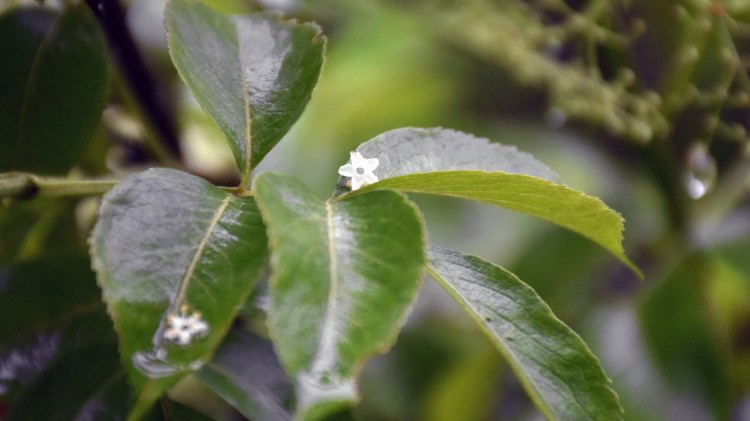 Padlet backgrounds! – Tori Allred